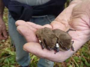 Take action for mammals – Sustainable Wantage